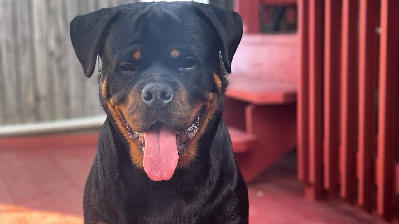 Feeding time. 8months old puppy son of secer timit tor. #rottweilers # ...