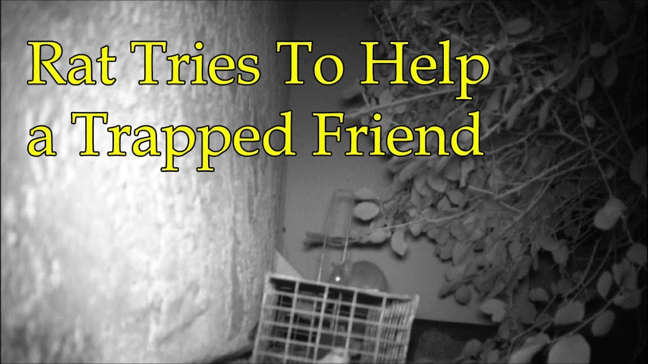 Rat Tries To Help a Trapped Friend - YouTube