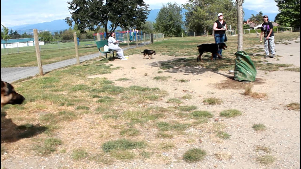 Max at the Dog Park - YouTube
