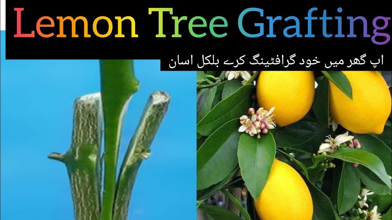 Best Grafting Technique on Lemon Tree - YouTube