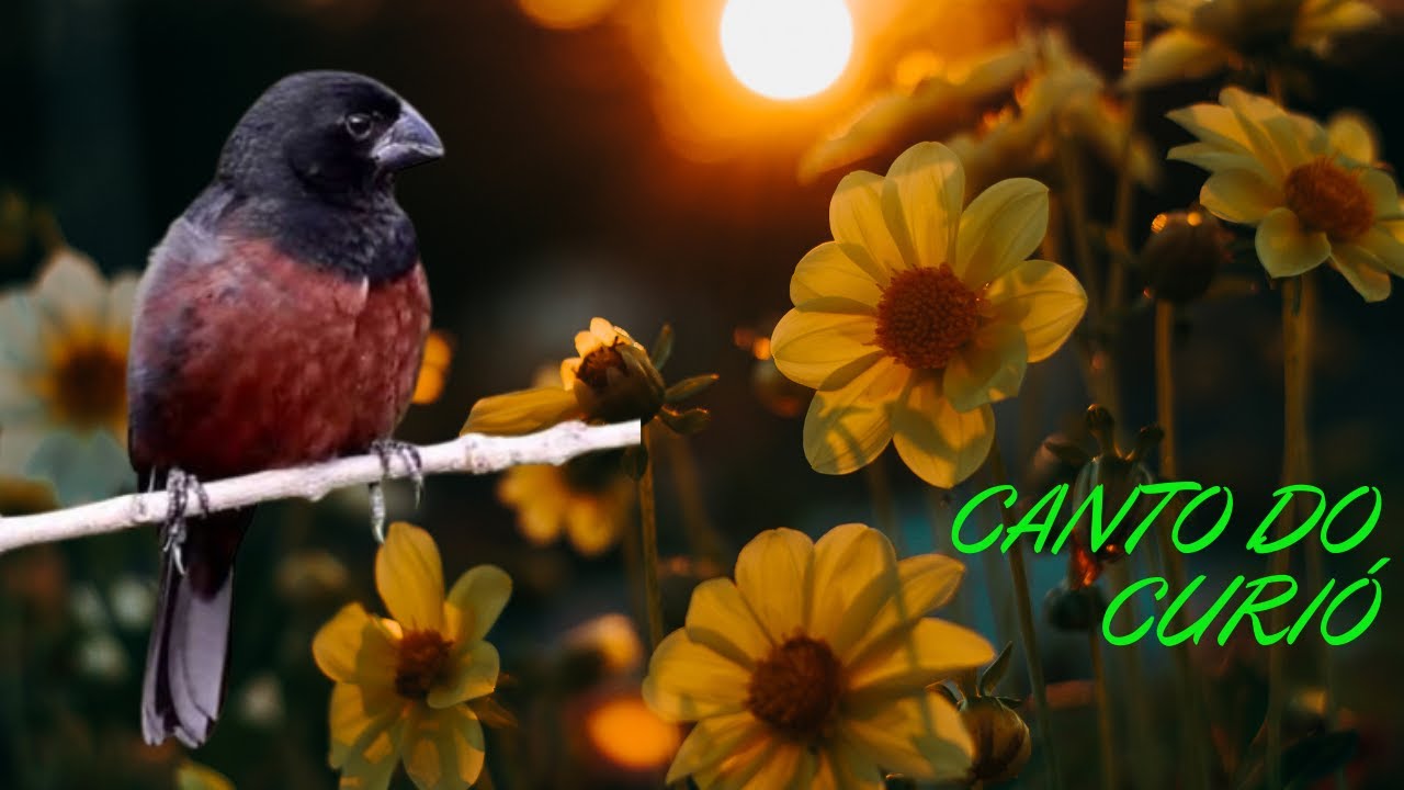 Canto do Curió # muito lindo # - YouTube