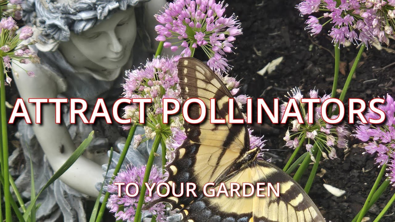 How to Make Your Garden a Pollinator Paradise! - YouTube