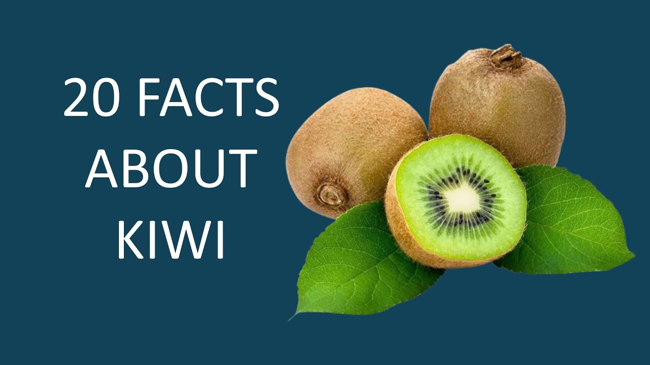 20 Amazing Facts About Kiwi Fruit You Need To Know YouTube 20 Amazing Facts About Kiwi Fruit You Need To Know YouTube