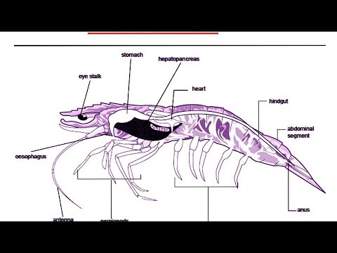 PRAWN | Digestive system | sem2 | MGU - YouTube