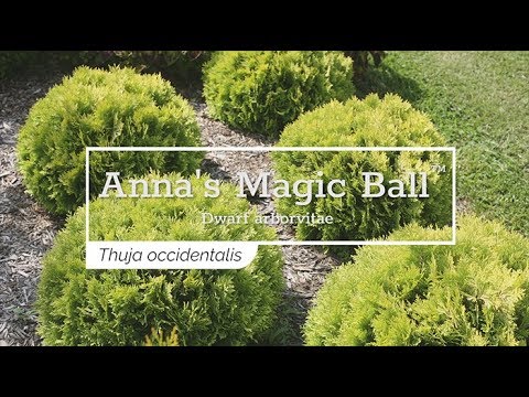 30 Seconds with Anna's Magic Ball™ Arborvitae - YouTube