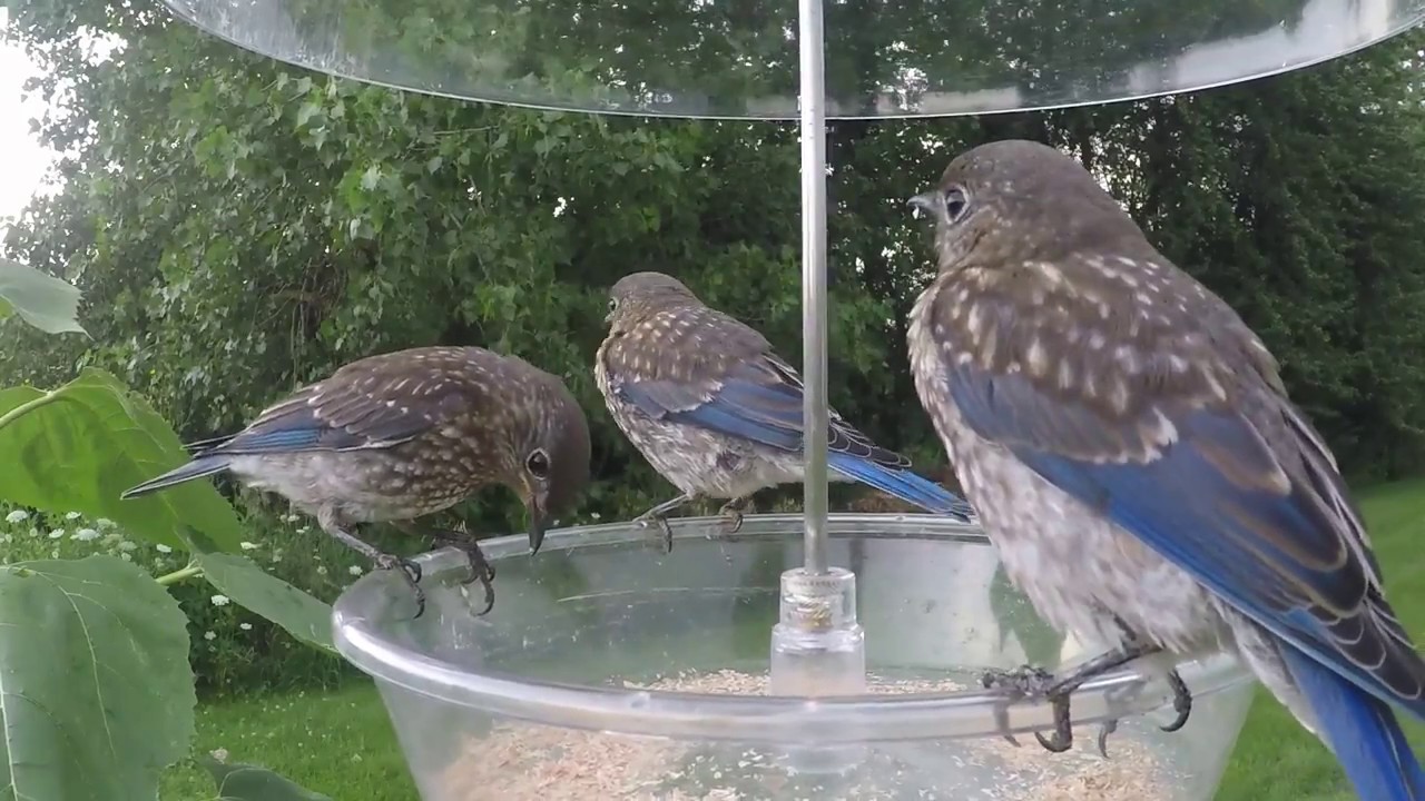 Bluebird Alarm Call - YouTube