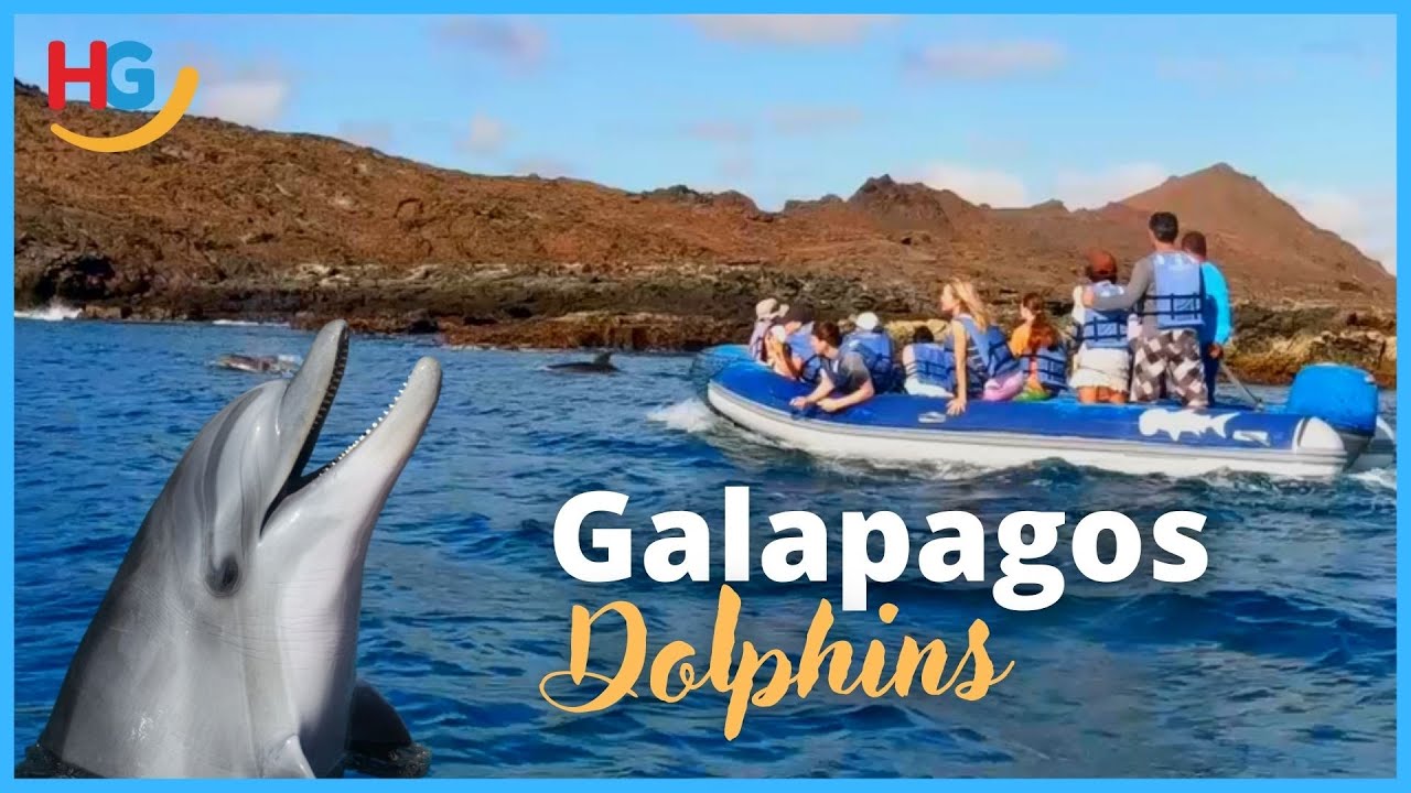Galapagos Dolphins | Are there dolphins in the Galapagos? | Bottle nose ...