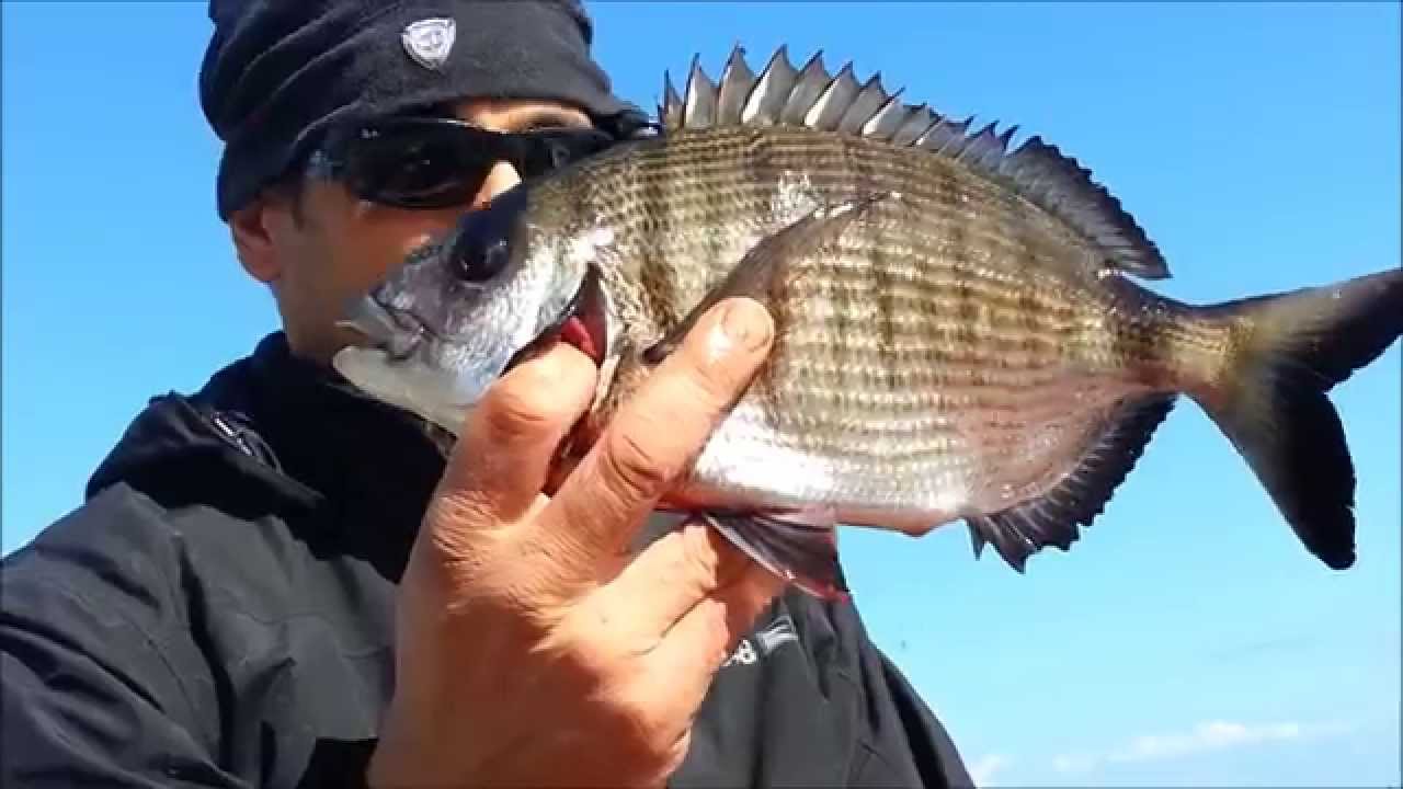 PESCA AL SARAGO A ROCK FISHING A FONDO PESCA SARGO PECHE AU SARAGO ...