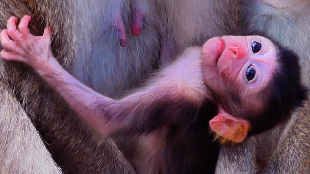 Most cute tiny baby monkey show face so beautiful, Adorable baby monkey ...