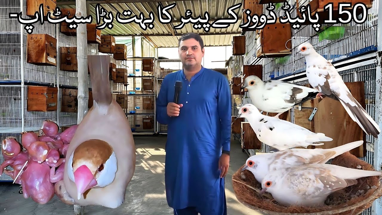 Fawn Java Silver Java Pied Dove All Variety Big Setup Saeed Bhai in Urdu - YouTube