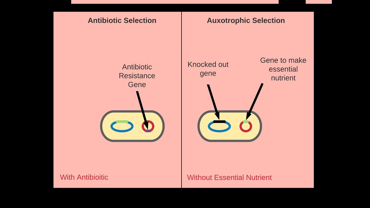 Selectable Markers for Synthetic Biology - YouTube