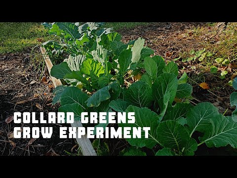 Morris Heading and Georgia Boy Collards along with Curly Kale and ...