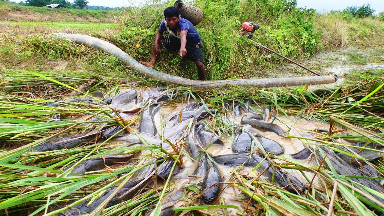 amazing fishing! today a fisherman skill catch fish a lots in rice ...