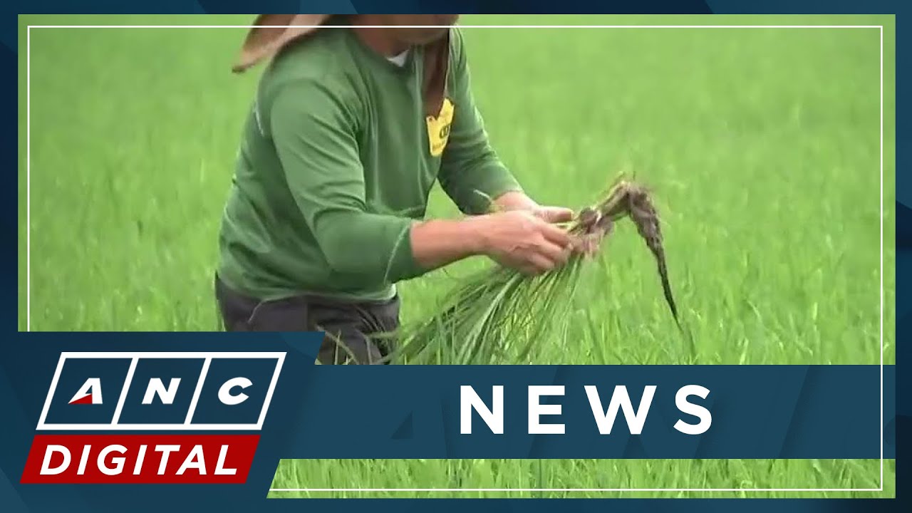 Genomics Expert: Researchers discovered one of rice that can grow in ...