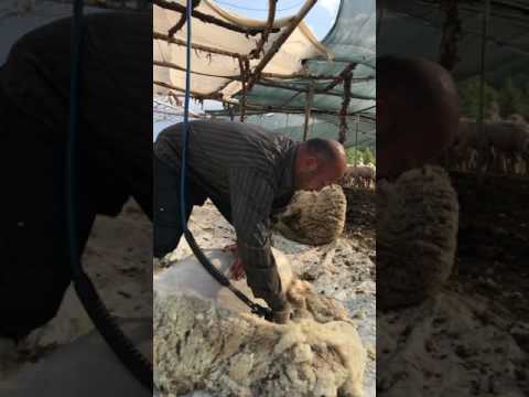 Koyun kırkımı