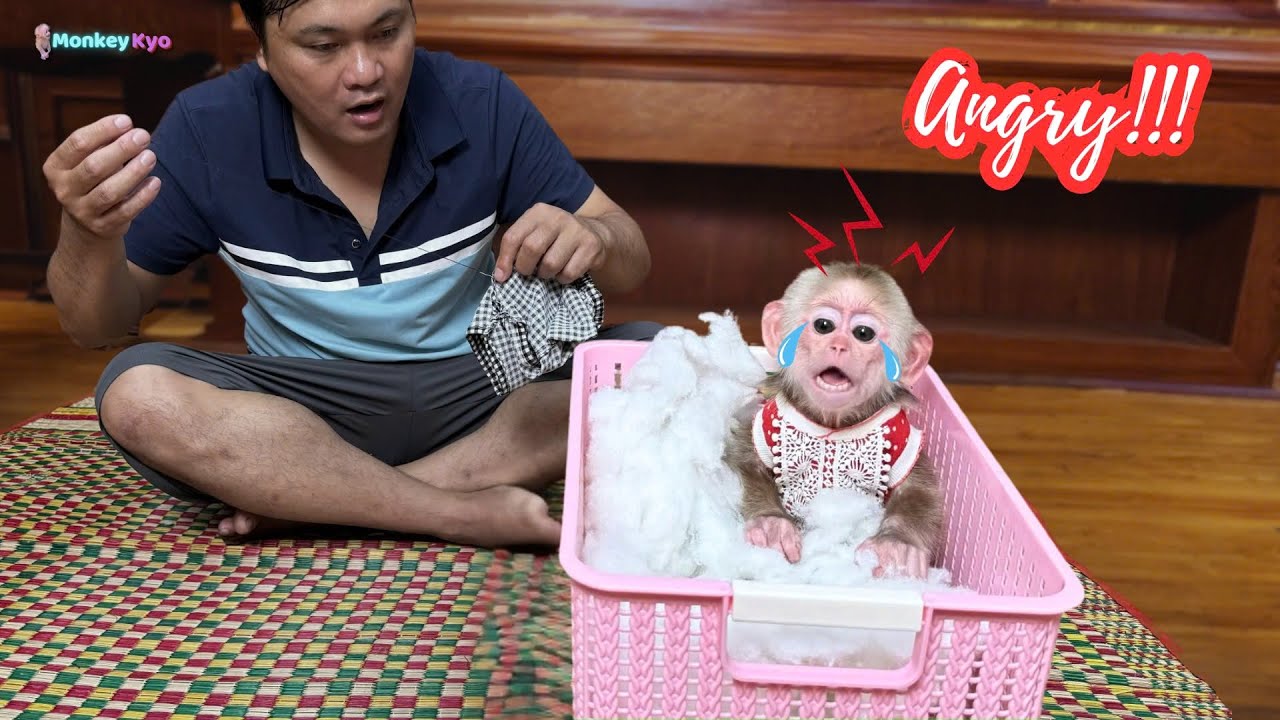 Baby monkey Kyo is angry with her father for an unexpected reason ...