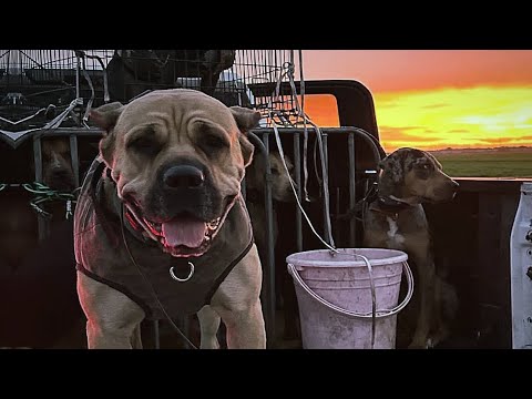 EXCLUSIVE INTERVIEW - SAM DIAZ - DIAMOND GRIT CANE CORSO - HOG HUNTING ...