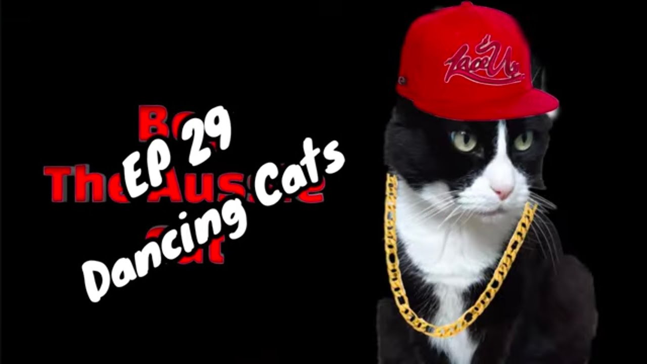 EP29 Dancing Cats @BoyTheAussieCat - YouTube