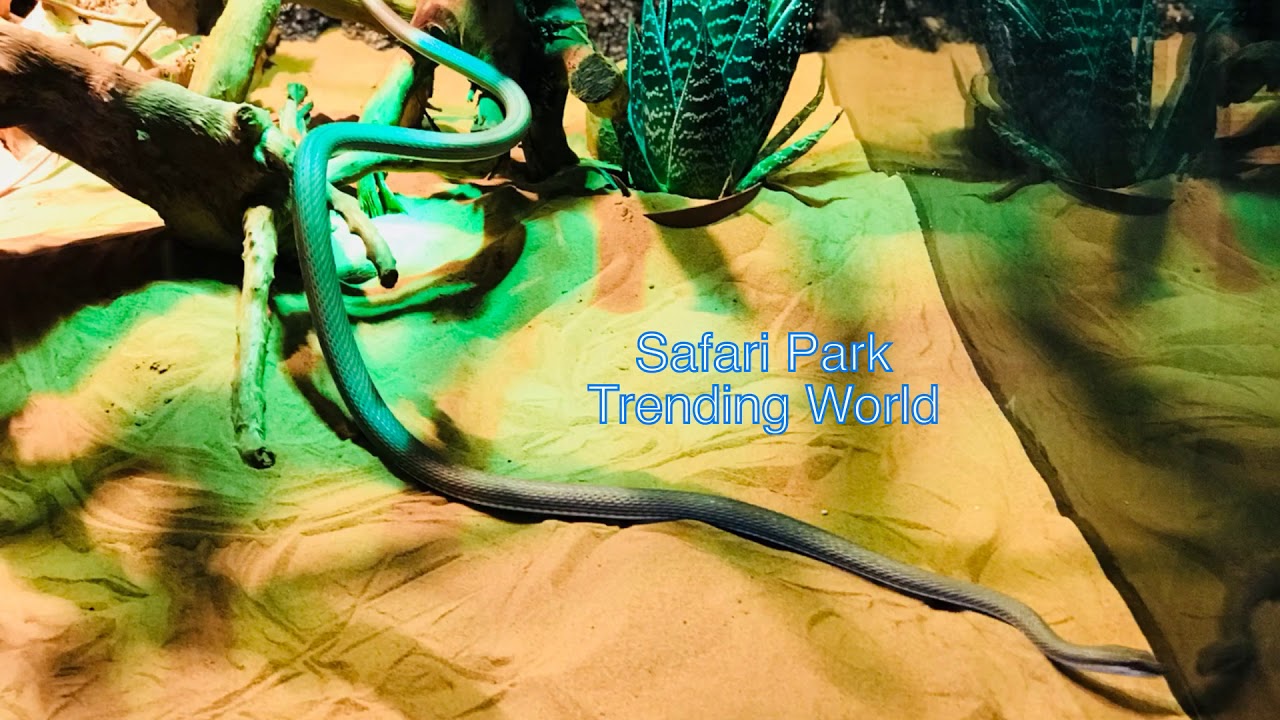Safari park Dubai || snakes 🐍 - YouTube