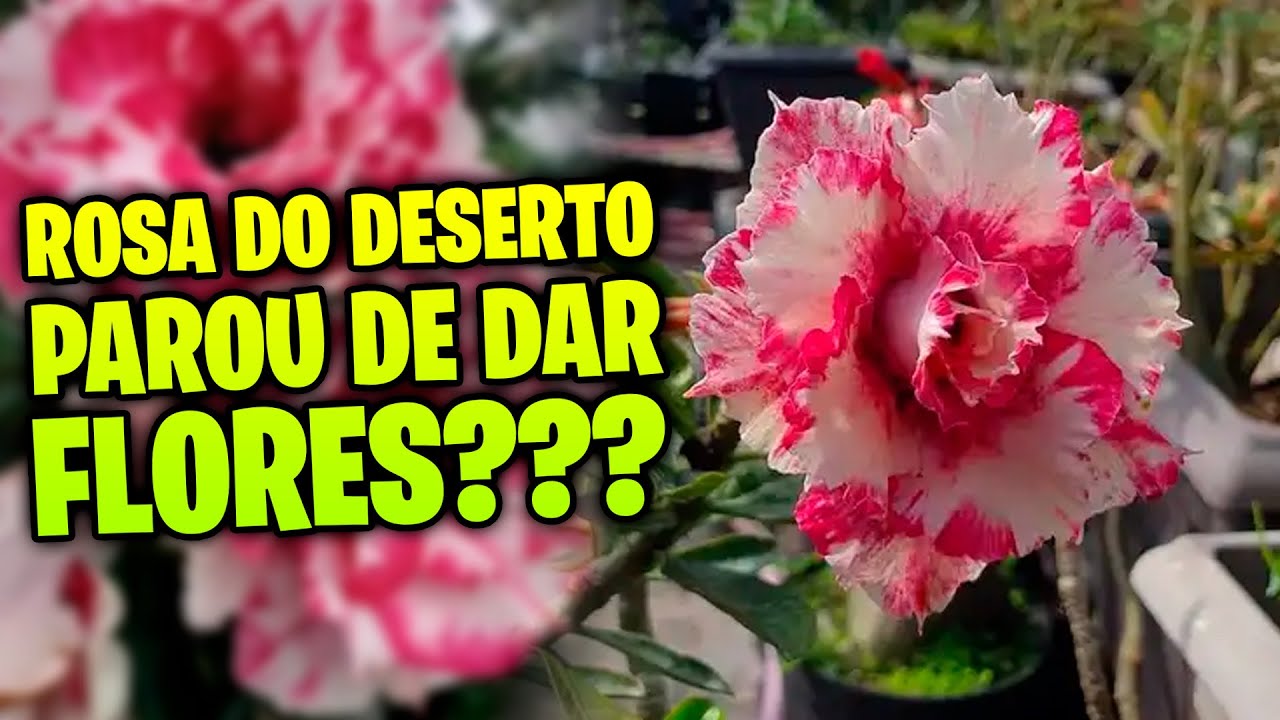 Sua ROSA DO DESERTO parou de dar flores ASSISTA este vídeo e resolva este PROBLEMA - YouTube
