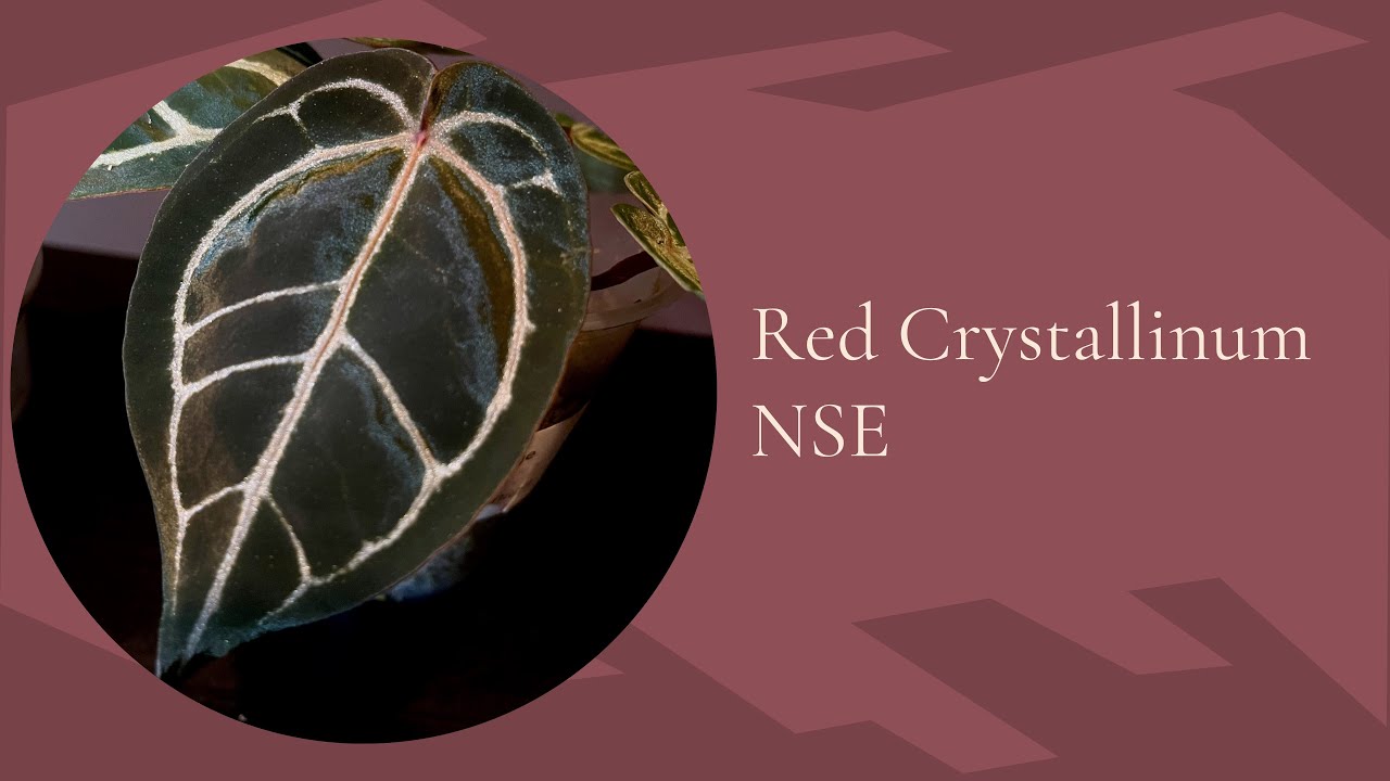 Anthurium Red Crystallinum NSE - YouTube