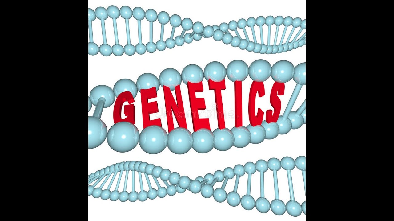 Genetics And Inheritance Part 2 Youtube 0006