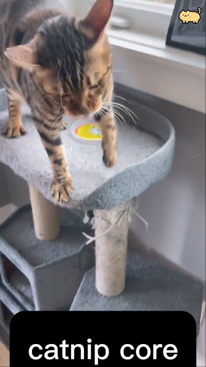 #catnip #catlover #kucing #kucinglucu - YouTube