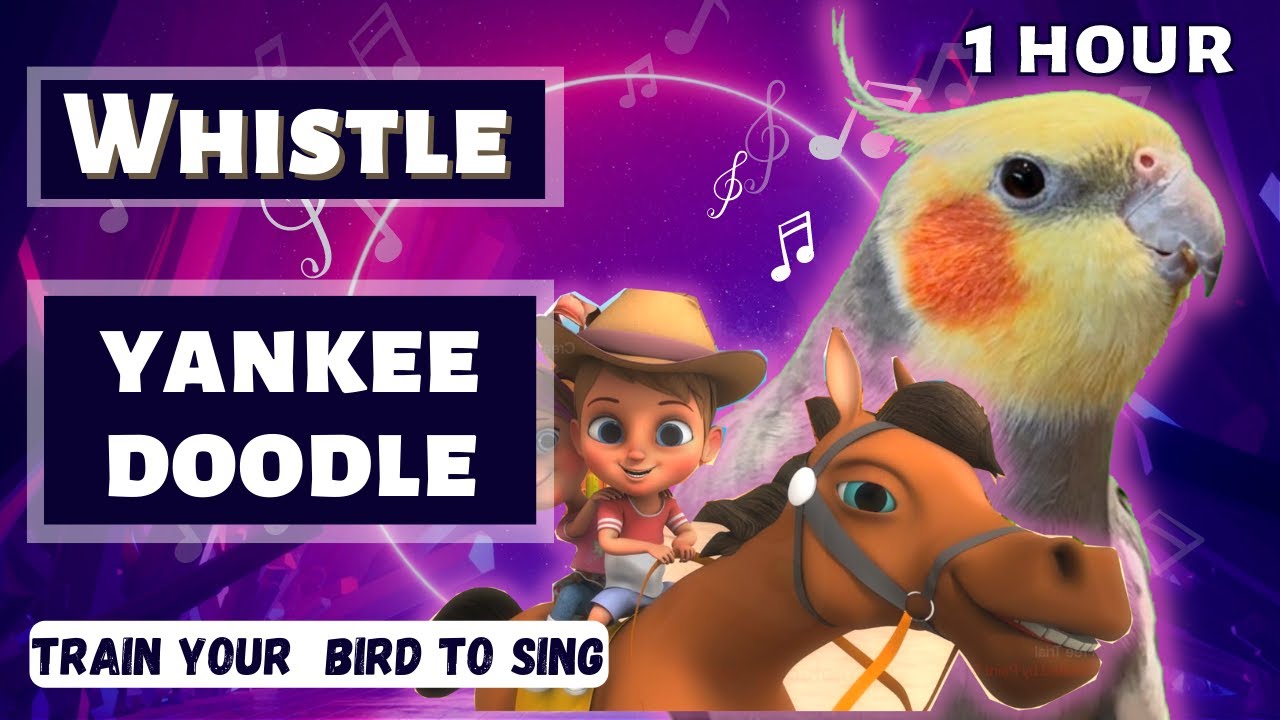 Whistle - YANKEE DOODLE - Training Video for Cockatiels and Birds - YouTube