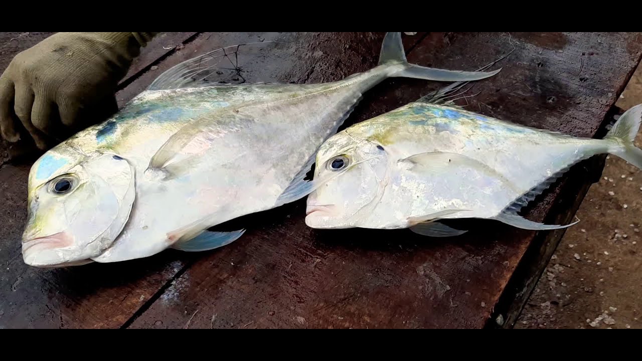 DIAMOND TREVALLY FISH CUTTING - YouTube