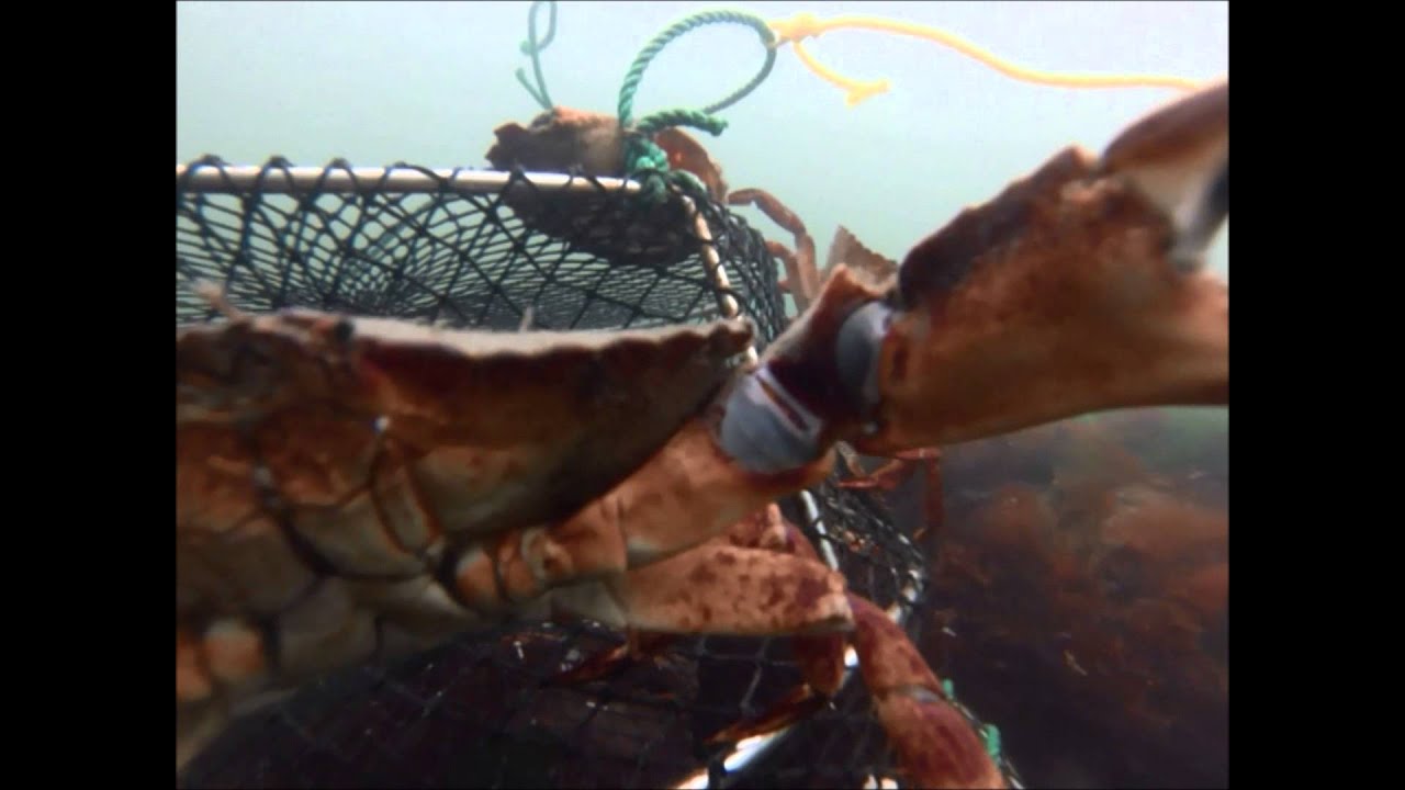 Crabby Crab grabs Cam at Crab Trap - YouTube