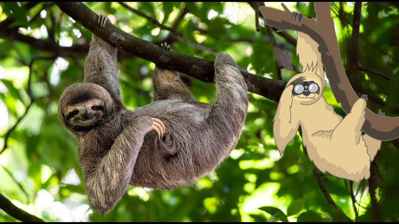 Faultier Fernando: Ein Leben in Zeitlupe| Kleine Kinderzeitung - YouTube