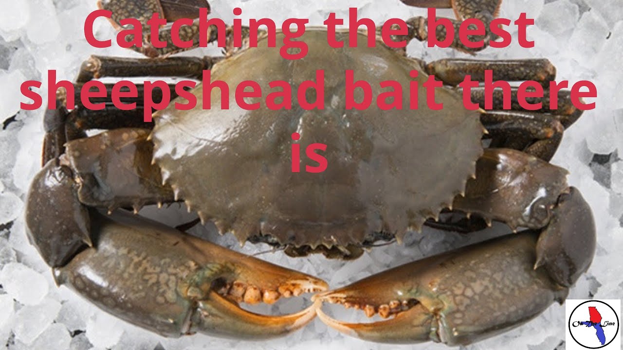 How to catch crabs for bait. Best bait for sheepshead and tips for ...