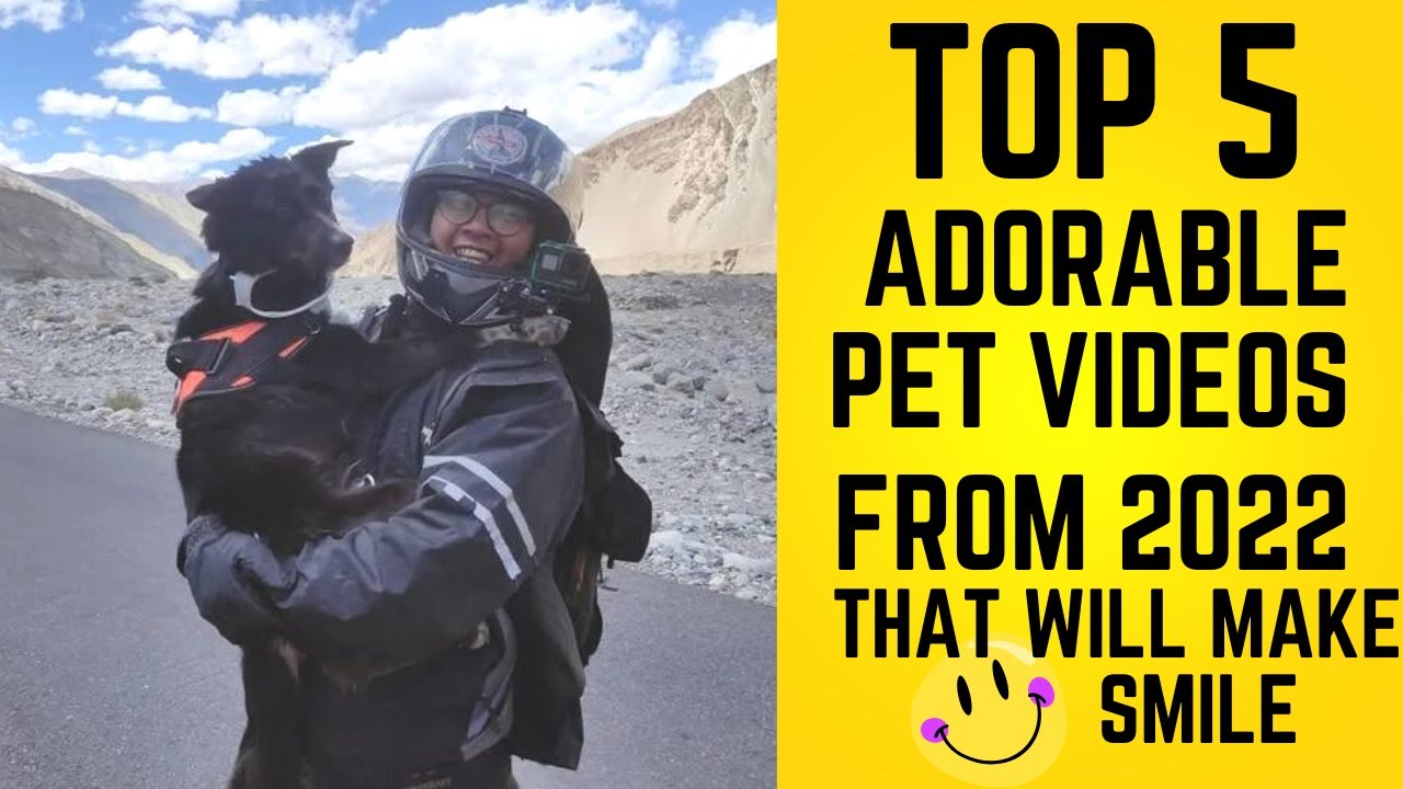 Best of 2022 : Dog ang Cat Videos : You Won't Be Able To Stop WATCHING ...