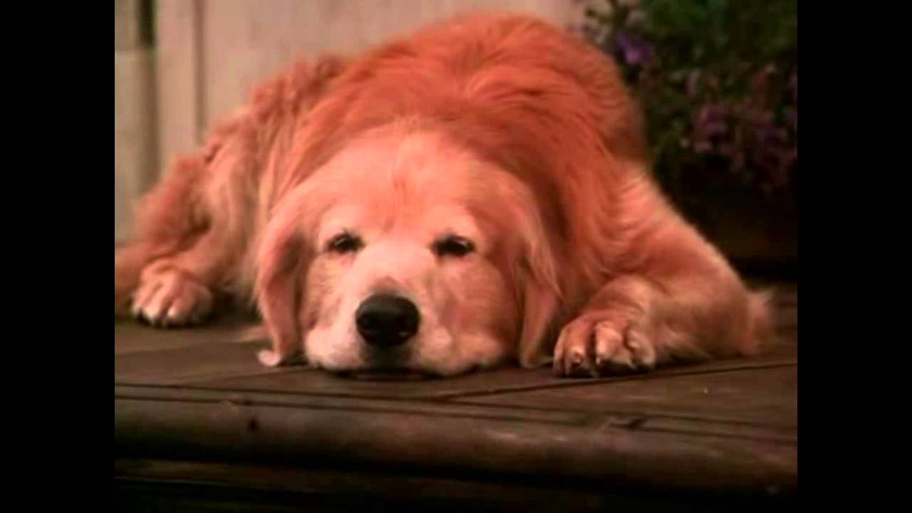 Cheese Tiger Homeward Bound Movie Sounds - YouTube