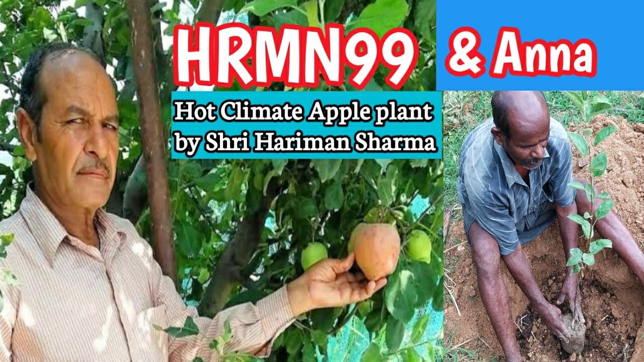 HRMN99 and ANNA Apple Plant Plantation in Ground | Hot Weather Apple ...