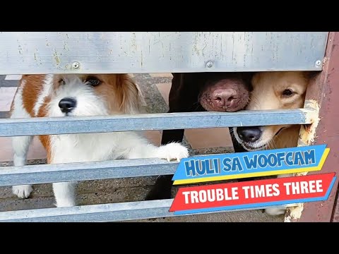WOOFCAM: Trouble Times Three - YouTube