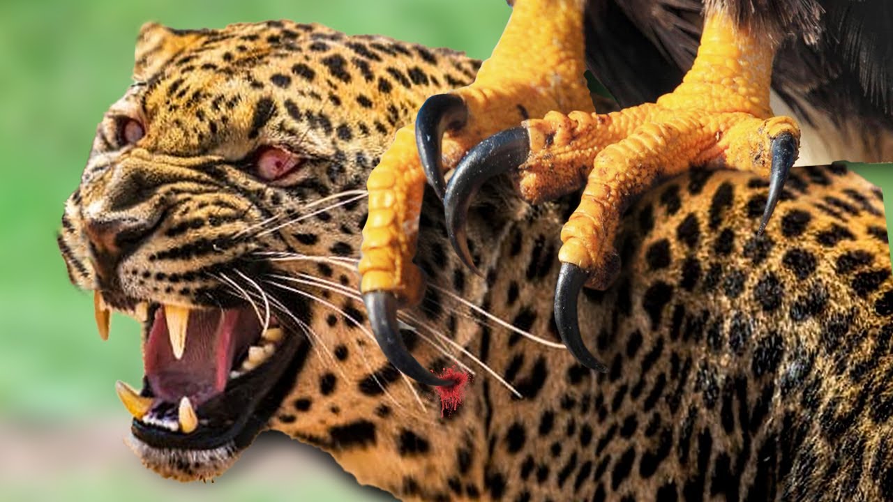 Clever Eagle Uses Unique Technique To Take Down Cunning Leopard | Eagle ...