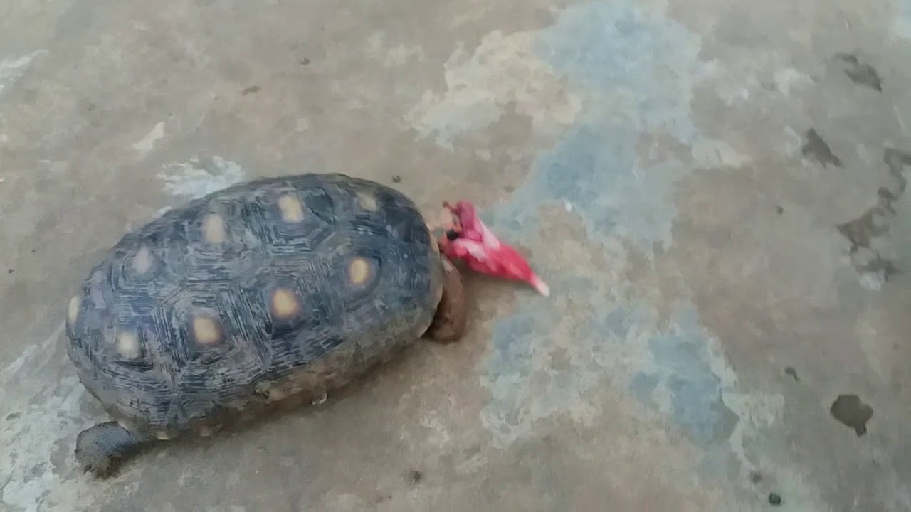 tudo sobre jabuti - YouTube