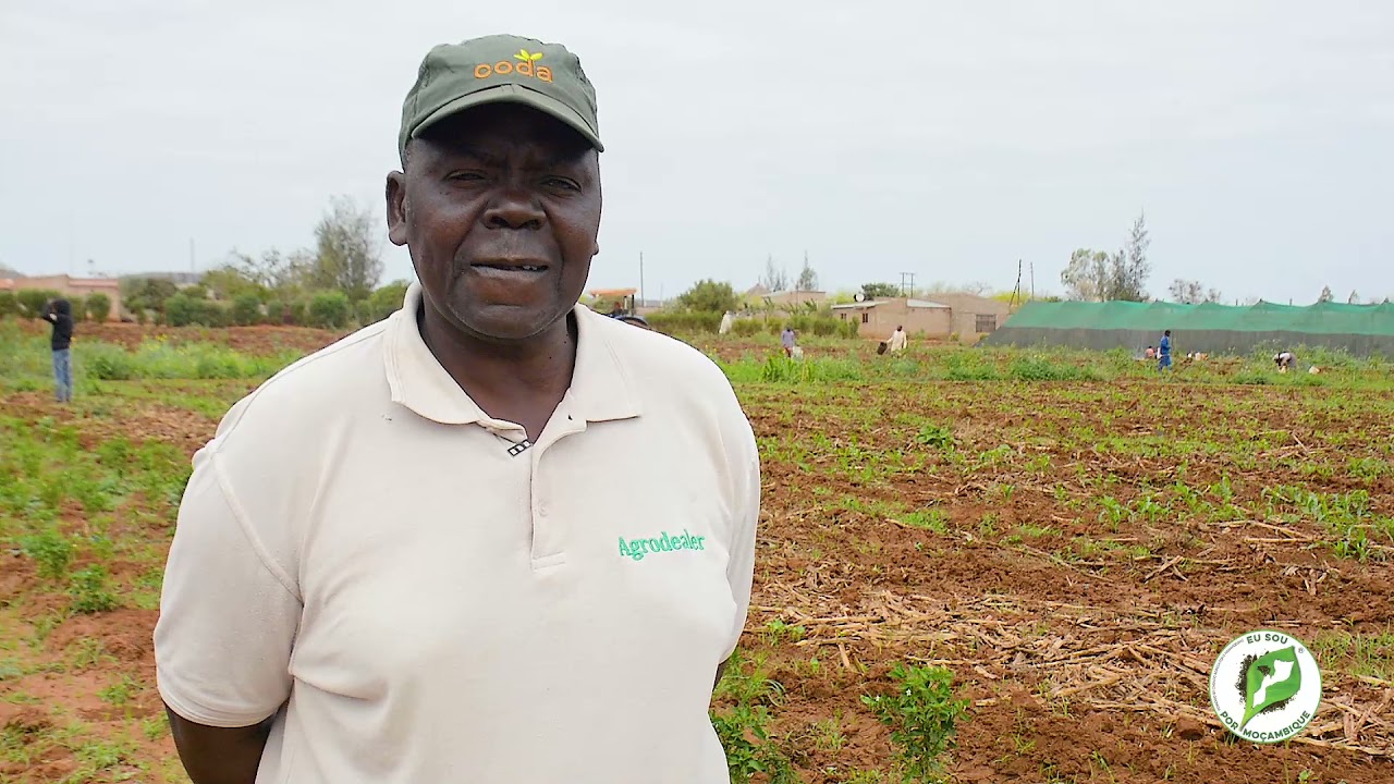 Aprenda tudo sobre como é feita a colheita da batata-reno/ Mãos na ...