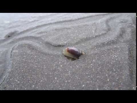 Unknown Snail