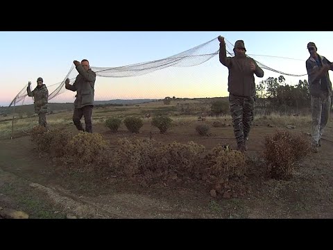 Silvestrismo Capturas al paso con red abatible en la Casa del Higueral