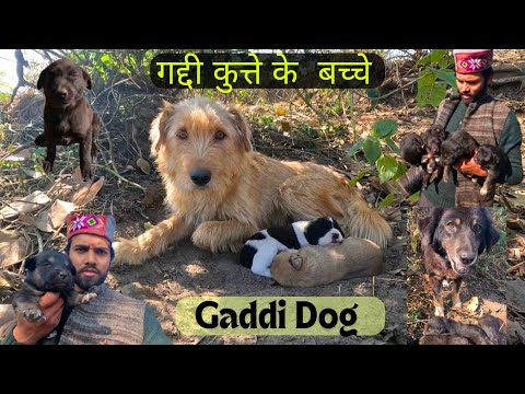 गद्दी शेफर्ड डॉग (Gaddi Shepherd Dog )गद्दी नस्ल के कुत्ते के बच्चे ...