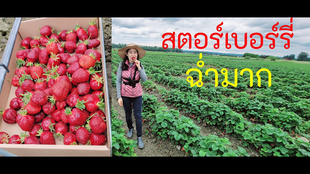 Fresh Strawberry from Biringer Farm in Washington Ep.61 - YouTube