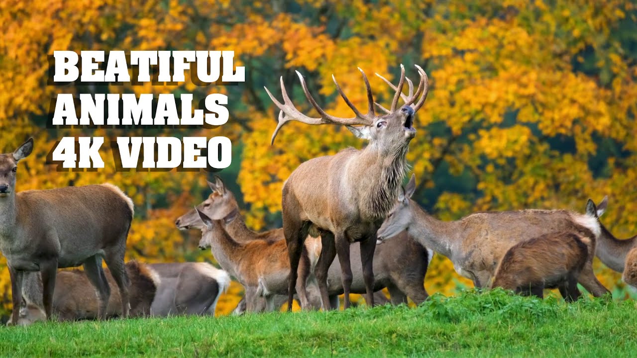 BEATIFUL ANIMAL 4K VIDEO - YouTube