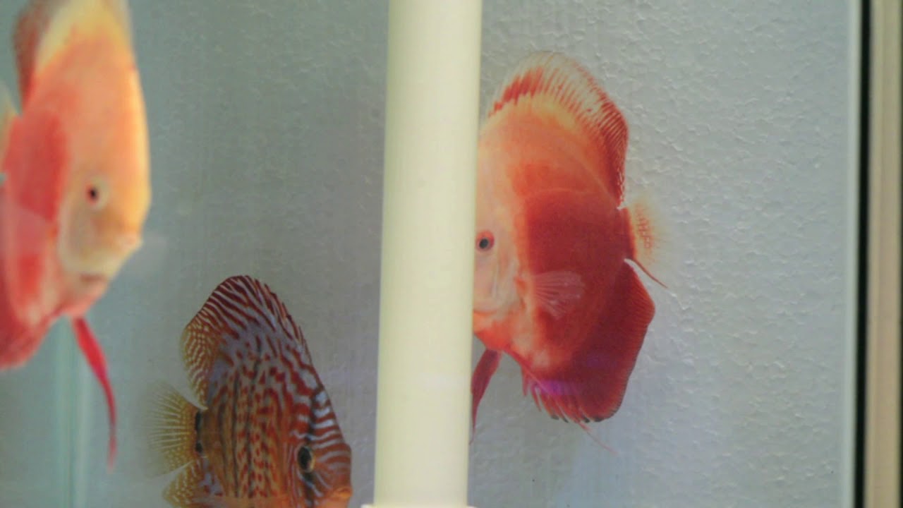 Red Valentine Discus Possible Male - YouTube
