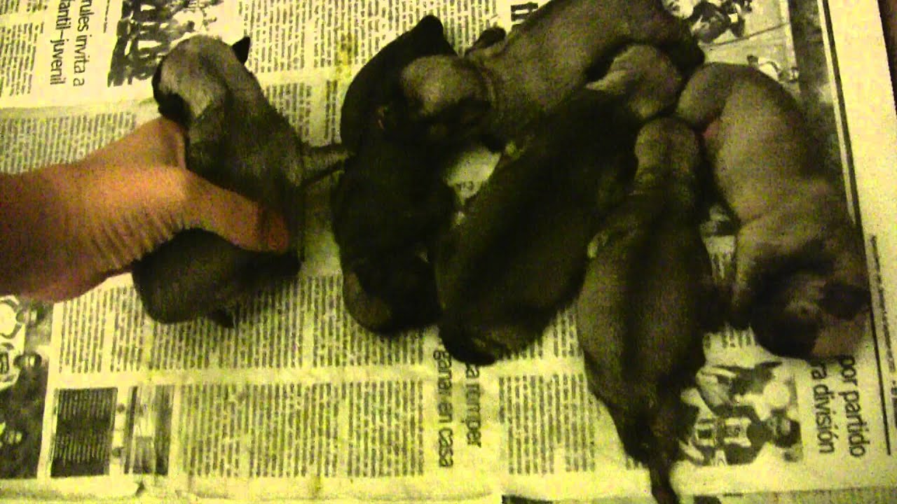 New born pug babies - YouTube