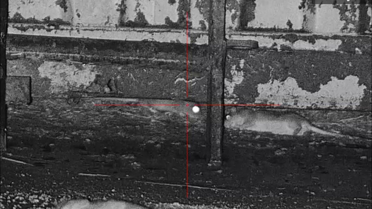 HUGE RAT INFESTATION - Pig Farm Yorkshire #pestcontrol #farm #farming # ...