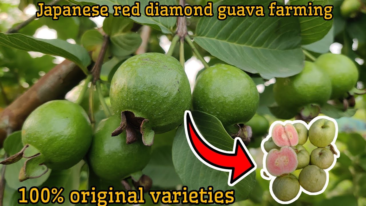 Japanese red diamond guava //plant available// contact me 9635449080 ...