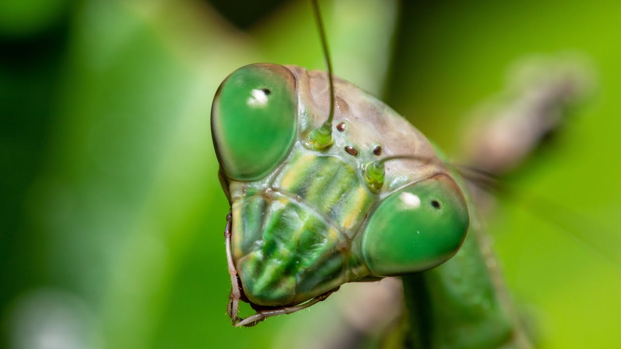 Praying Mantis, Blending In - YouTube