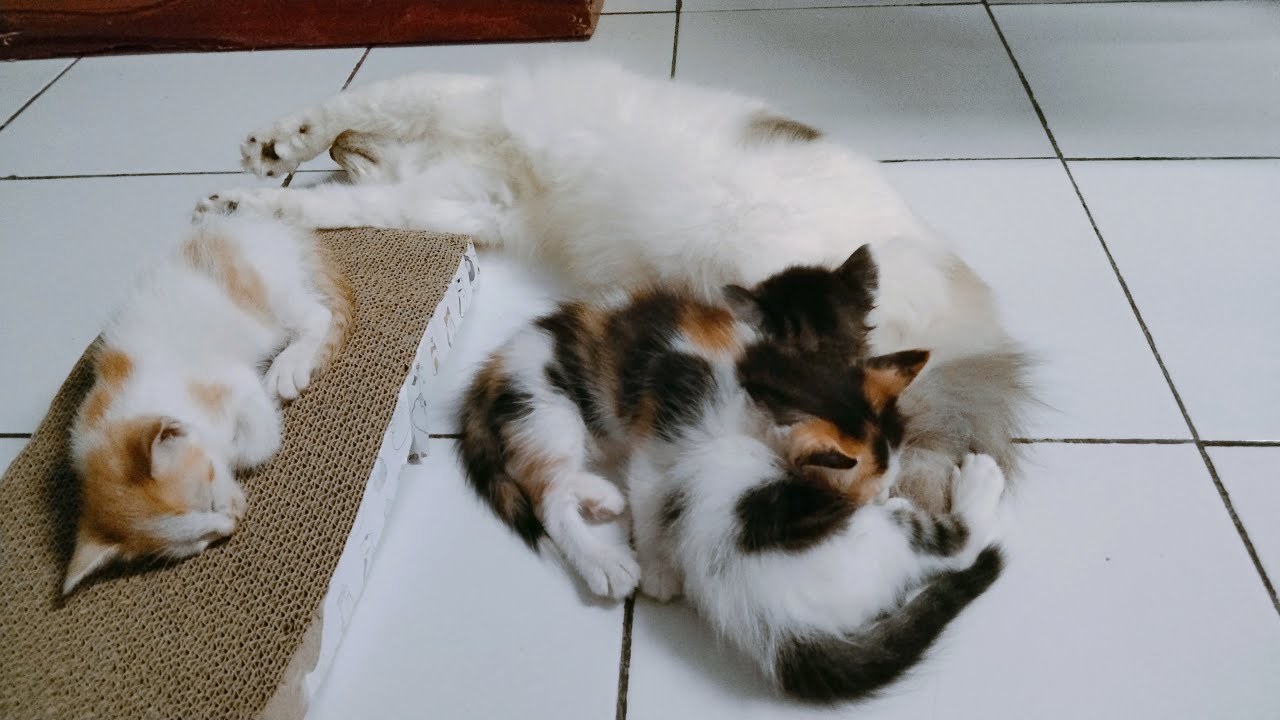 Cute kitten 🐈|| Cute sleeping baby position |kucing tidur lucu - YouTube